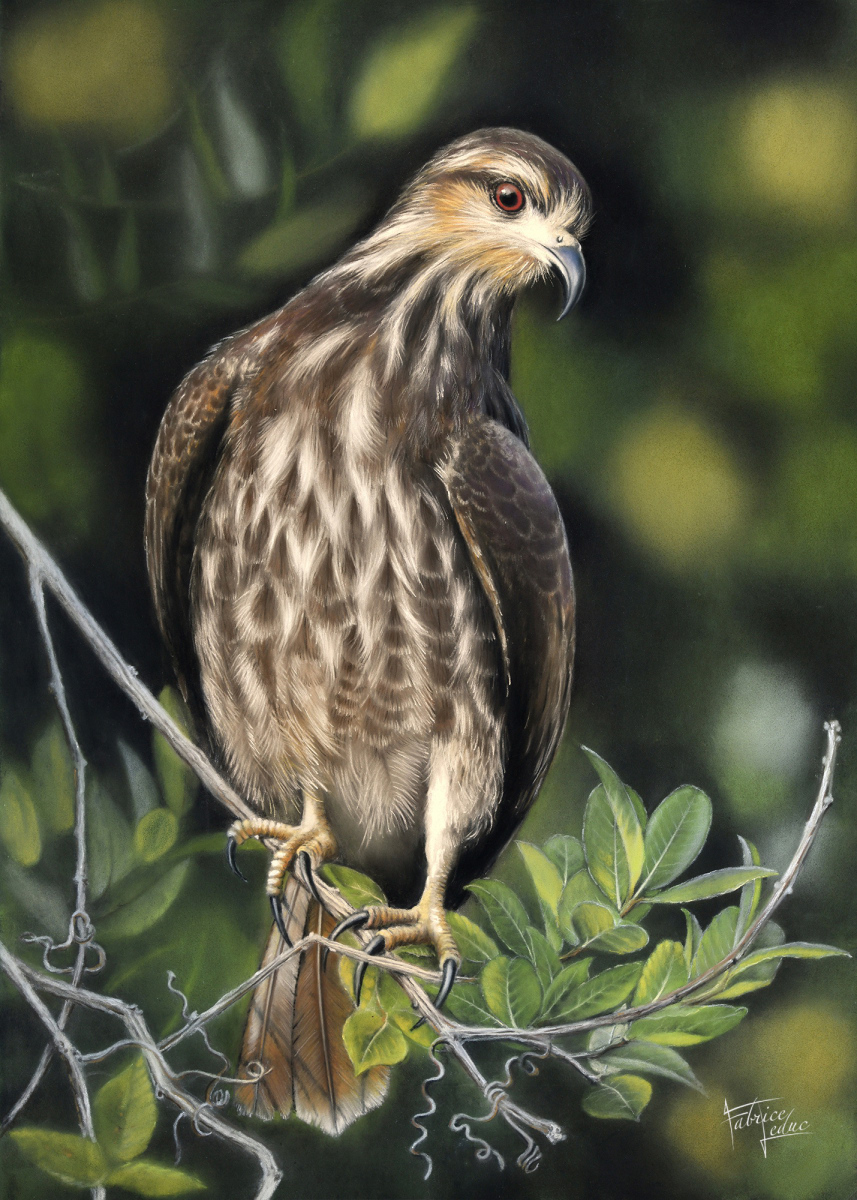 Fabrice LEDUC - Artiste pastelliste | Société des Pastellistes de France