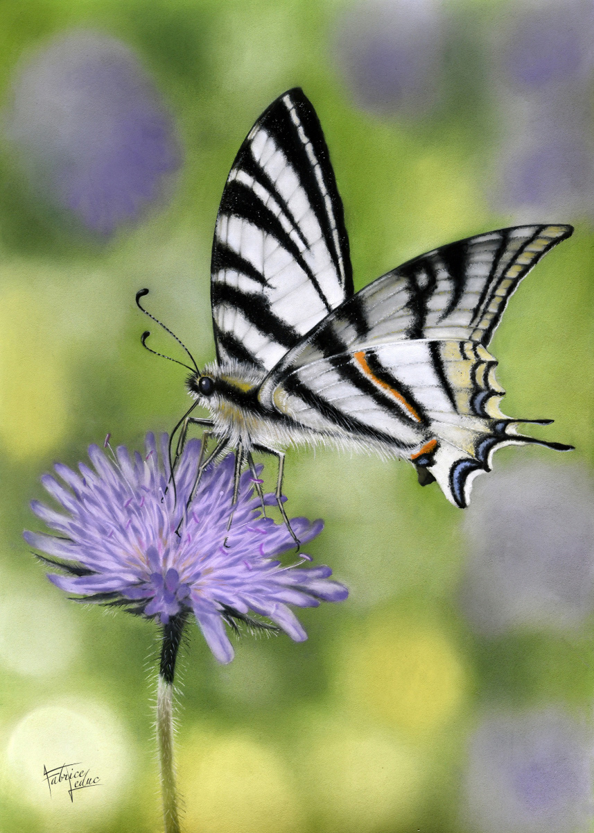 Fabrice LEDUC - Artiste pastelliste | Société des Pastellistes de France